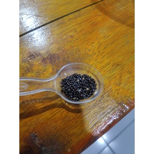 Jual Benih atau Biji Tanaman Macho/Matcho/Macau (per 100 biji) | Shopee ...