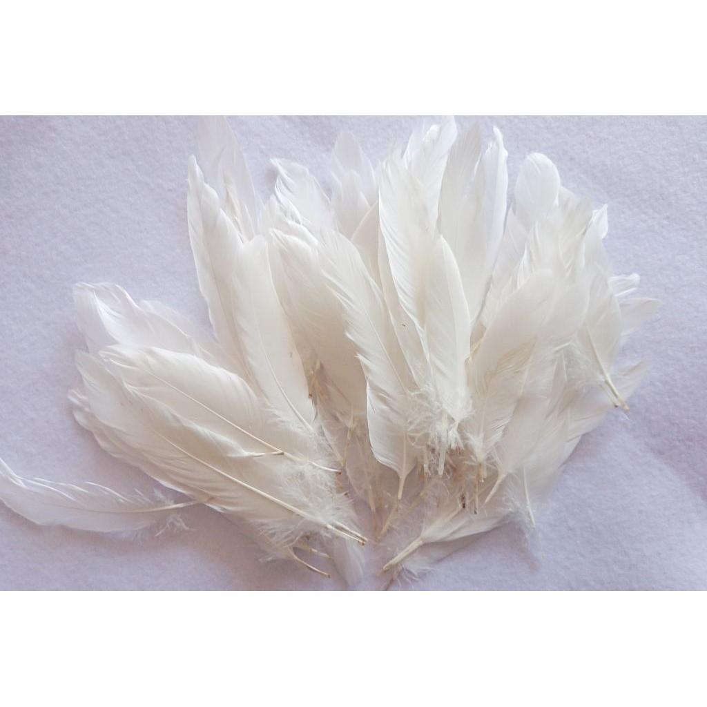 Jual Jual Bulu Ayam Putih Halus/Lembut Per 100 | Shopee Indonesia