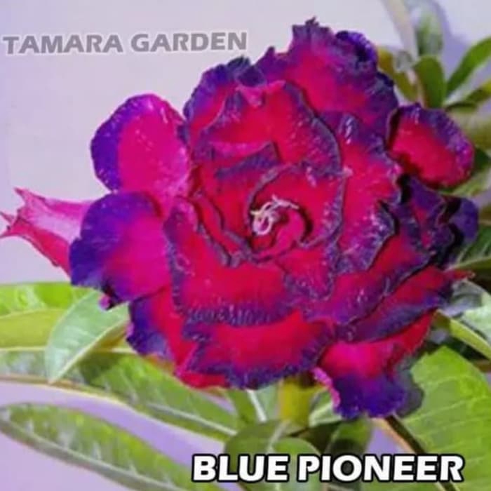 Jual adenium bunga tumpuk Bibit Bunga Kamboja Adenium Blue Pioneer ...