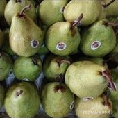 Jual Pear packam hijau, pear pakam, pear jambu fresh renyah 1 kg ...