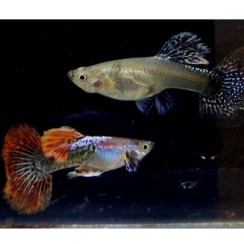 Jual IKAN HIAS GUPPY RED DRAGON AIR TAWAR AQUARIUM aAQUASCAPE | Shopee Indonesia