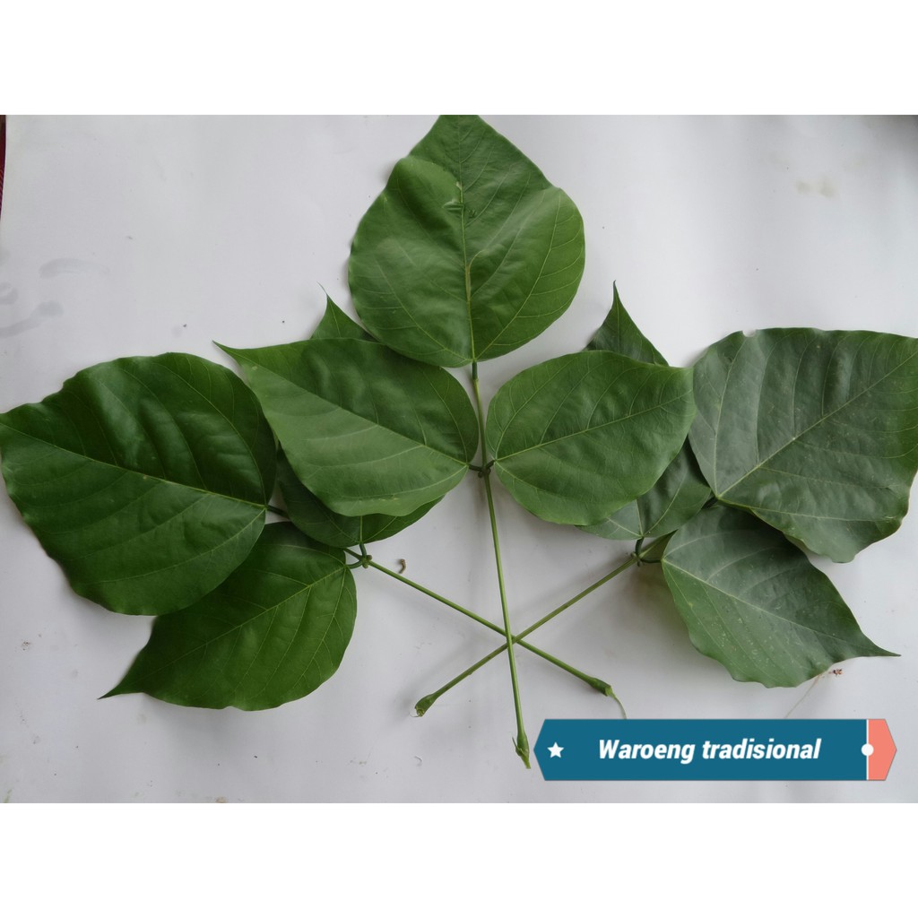 Jual Daun Dadap Serep Segar | Shopee Indonesia