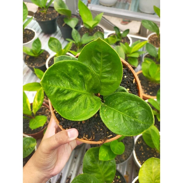 Jual tanaman hias anthurium jemani mangkok granpha/jemani broke heart ...