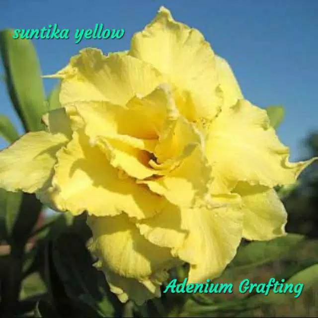 Jual Adenium bunga tumpuk "Suntika Yello" | Shopee Indonesia