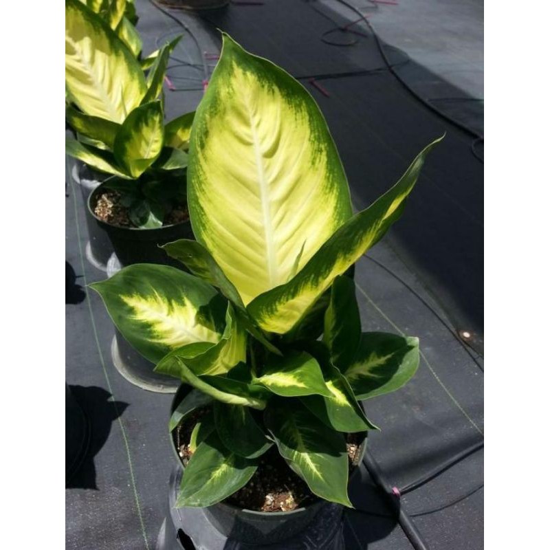 Jual Tanaman hias bunga aglonema blanceng susu (Dumb cane plant ...