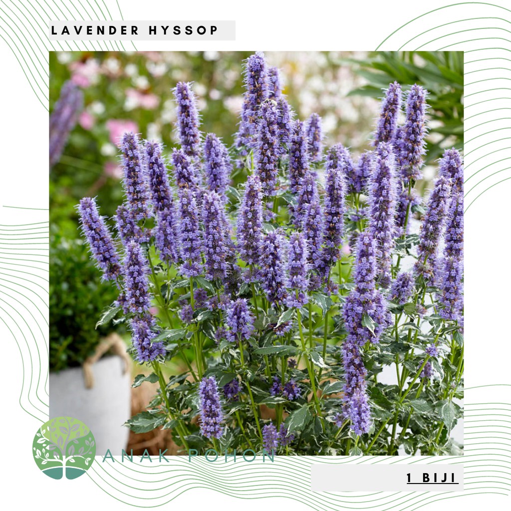 Jual Benih Bibit Biji - Bunga Lavender Hyssop Flower Seeds - IMPORT ...