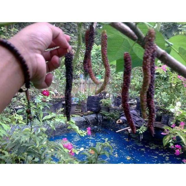 Jual 3 Bibit Buah Long Murbei Murbey Unik Berkwalitas | Shopee Indonesia