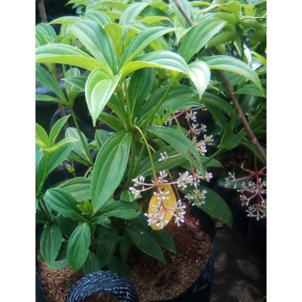 Jual Tanaman Herbal Parijoto | Shopee Indonesia