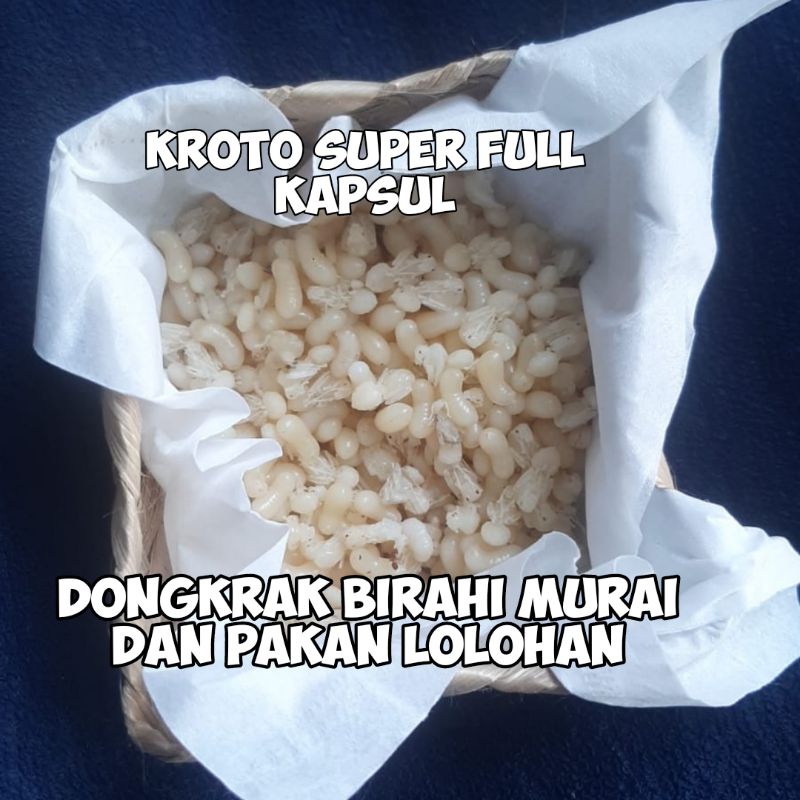 Jual KROTO SUPER FULL KAPSUL KROTO BADUY SUPER SEGAR INSTANT 1ONS ! | Shopee Indonesia
