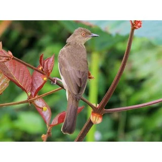 Jual Burung Merbah Terlengkap & Harga Terbaru Juli 2024 | Shopee Indonesia