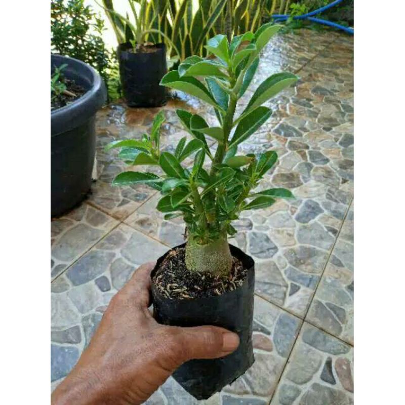 Jual BONSAI ADENIUM ARABICUM-bibit tanaman bonsai adenium arabicum ...