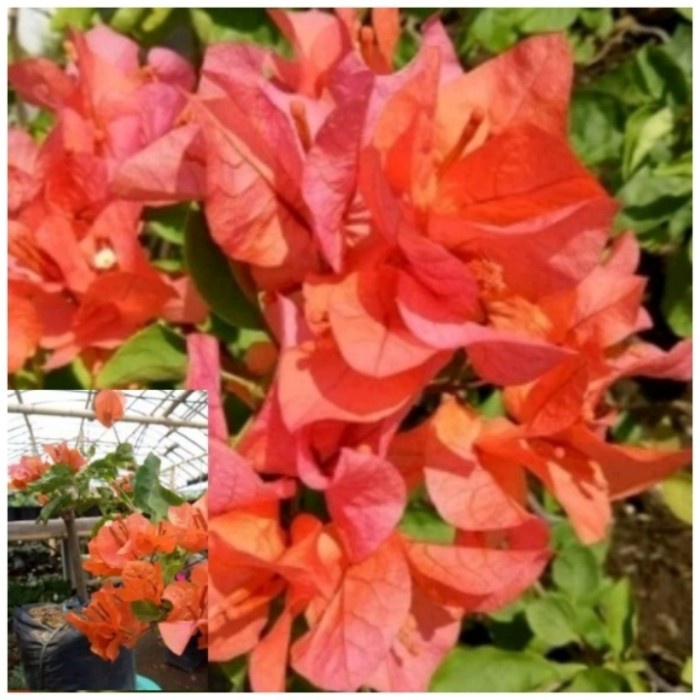 Jual TANAMAN HIAS BUNGA BOUGENVILLE VARIAN WARNA - BUNGA KEMBANG KERTAS ... Jual TANAMAN HIAS BUNGA BOUGENVILLE VARIAN WARNA - BUNGA KEMBANG KERTAS ...