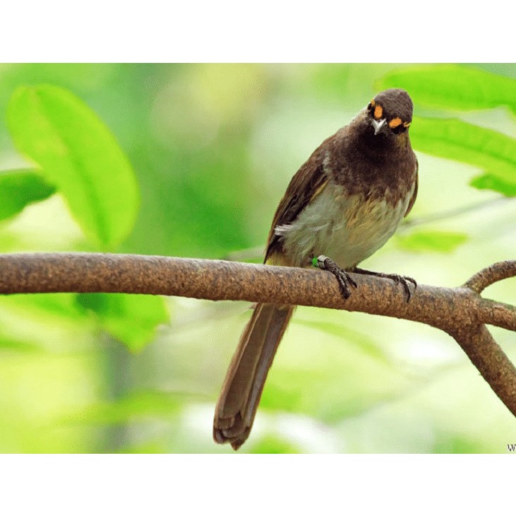 Jual Burung Cucak Wilis atau Rengganis | Shopee Indonesia