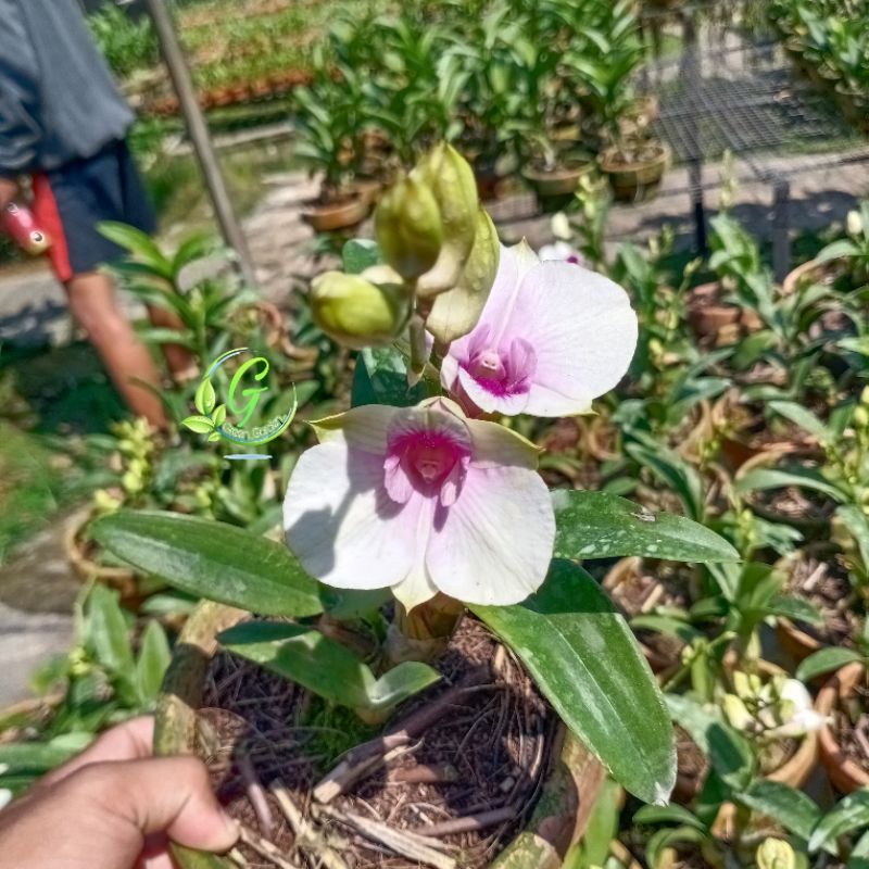 Jual PROMO!! ANGGREK DENDROBIUM SIAP BERBUNGA-sudah Knop/Spike ...