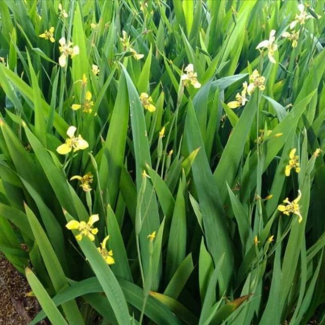 Jual Tanaman Hias Airis bunga kuning / iris kuning | Shopee Indonesia