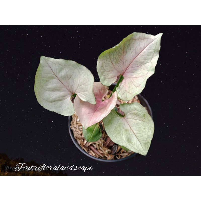 Jual [COD] tanaman hias syngonium bold allusion - syngonium | Shopee ...