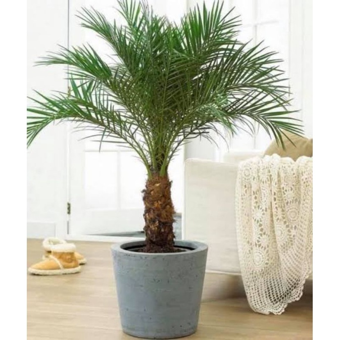 Jual Tanaman Hias Palem Phoenix / Miniature Date Palm | Shopee Indonesia