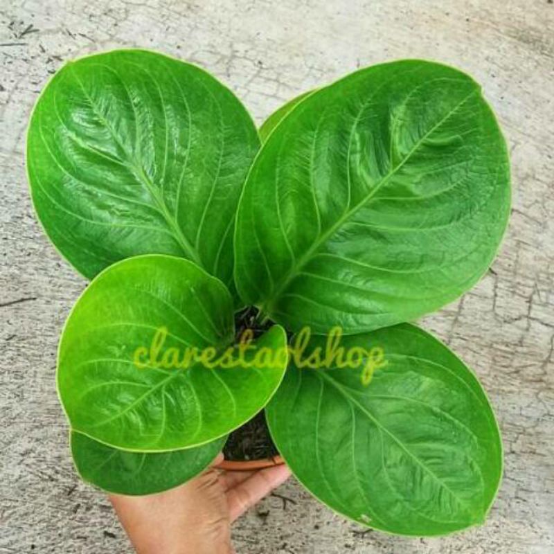 Jual Anthurium jemani cobra - Anturium kobra - Anthorium jenmani ...