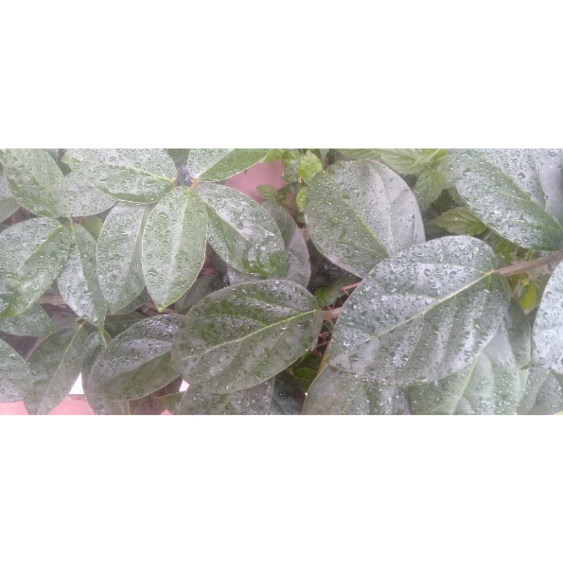 Jual Daun Cincau Hijau perdu segar paket | Shopee Indonesia