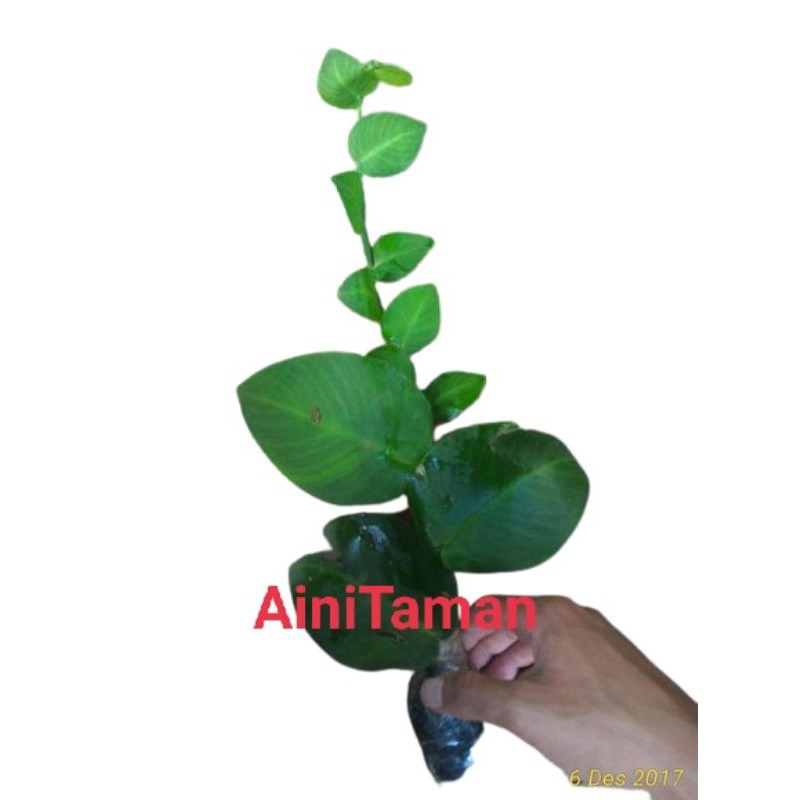 Jual Tanaman Rambat Dolar Besar / Dolar rambat (Ficus pumila) | Shopee ...