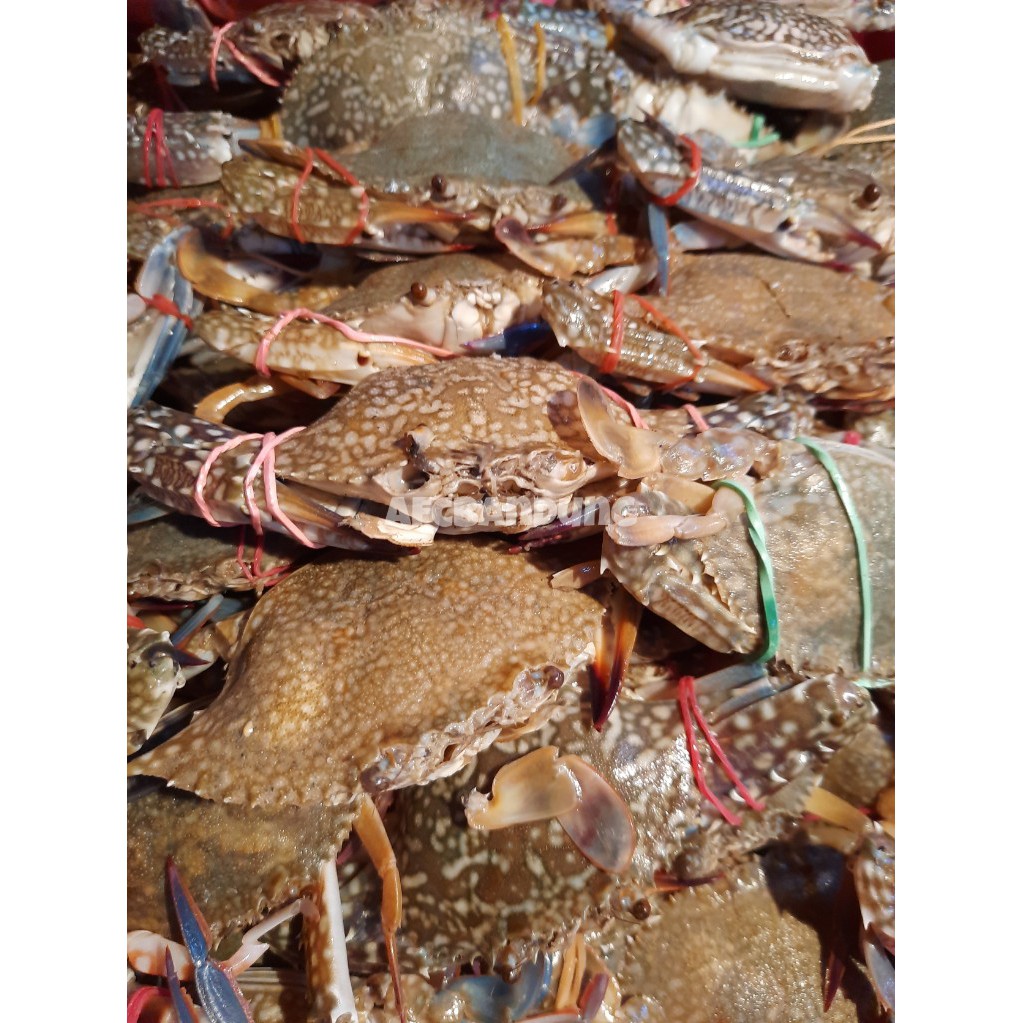 Jual Kepiting Rajungan Laut Crab 1kg | Shopee Indonesia