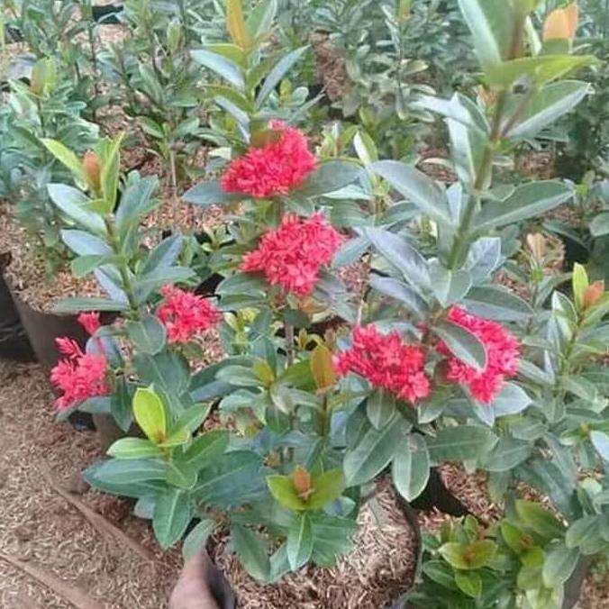 Jual tanman hias asoka jabon / asoka bunga merah | Shopee Indonesia