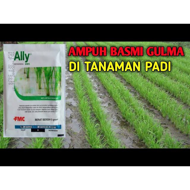 Jual Racun Rumput / Gulma Ally 20 WG 5 gr - Herbisida Sistemik | Shopee ...