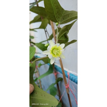 Jual 20 batang bahan stek bunga tongkeng sayur | Shopee Indonesia