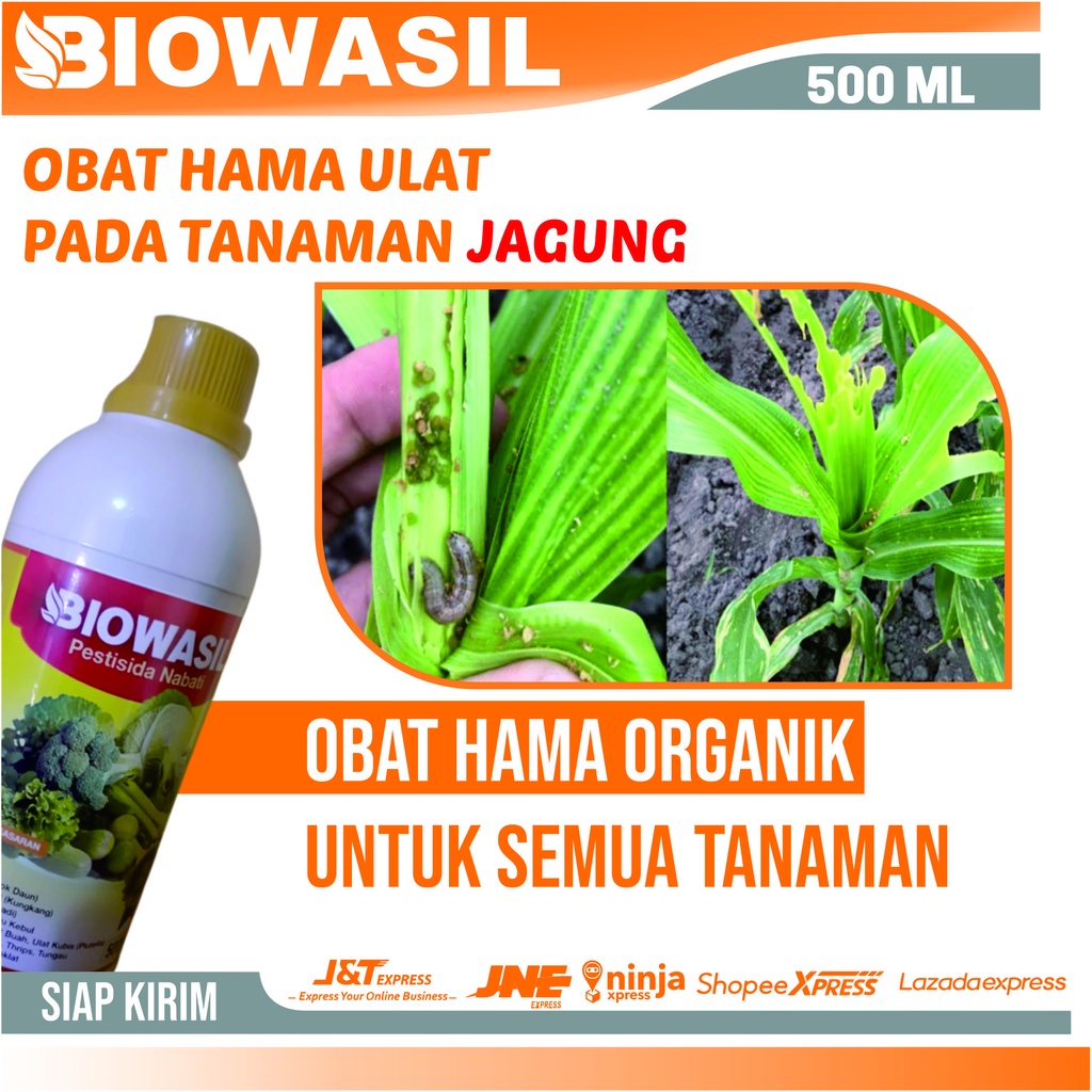Jual Pestisida Nabati Pembasmi Hama Ulat Pada Buah Jagung Alami ...