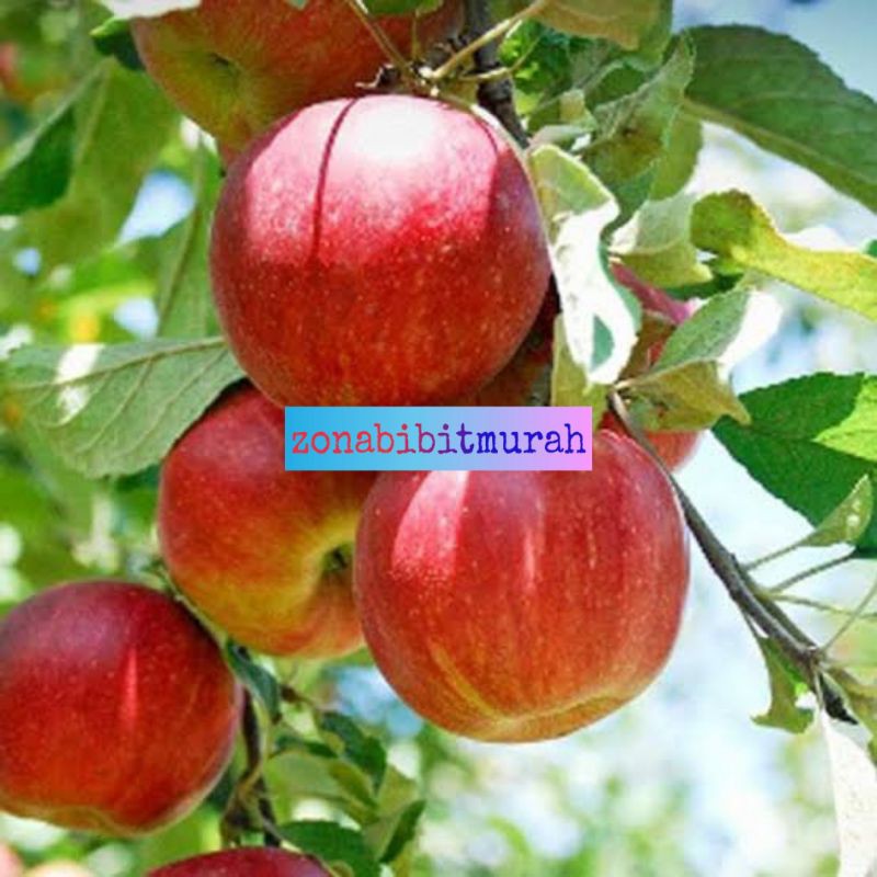 Jual BIBIT APEL ANNA SUDAH BERBUAH LIVE | Shopee Indonesia