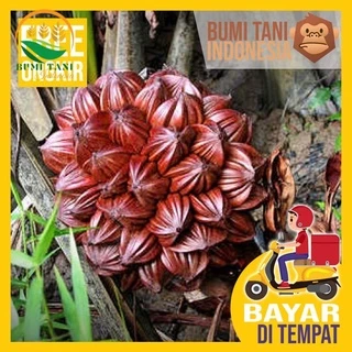 Jual Buah Nipah Terlengkap & Harga Terbaru Juni 2024 | Shopee Indonesia