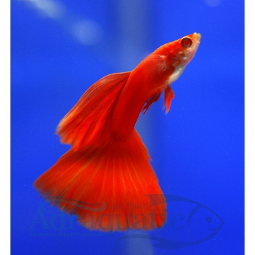 Jual (INSTANT BANDUNG) IKAN HIAS GUPPY AFR ALBINO FULL RED AIR TAWAR AQUARIUM | Shopee Indonesia