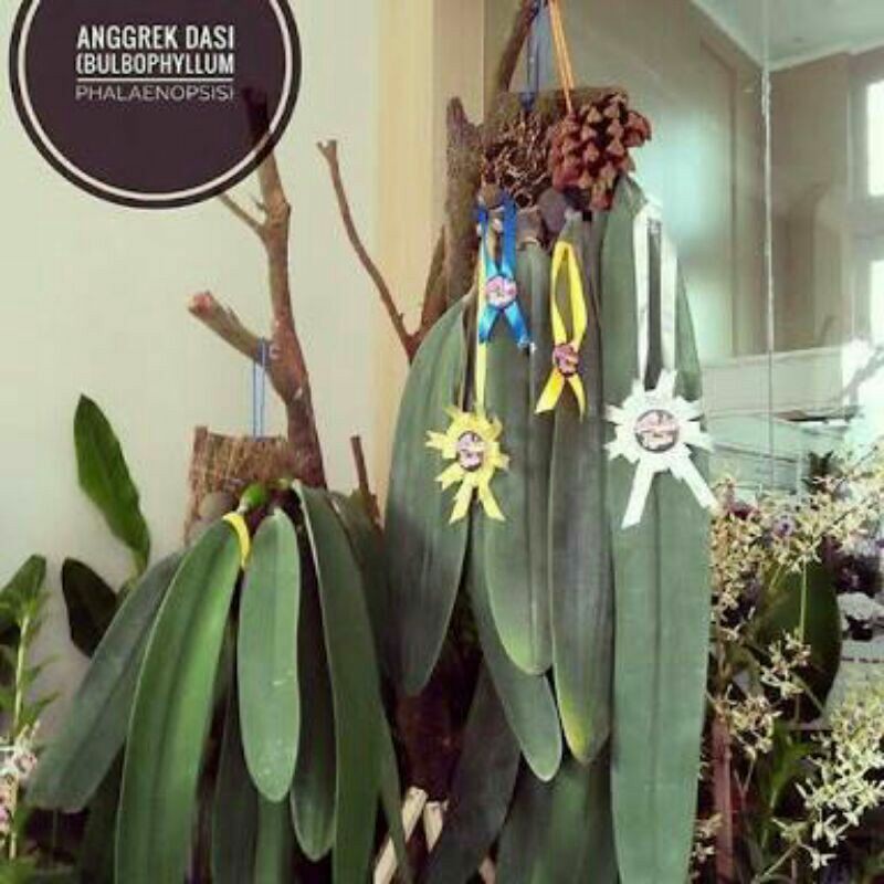 Jual Anggrek Dasi / Bulbophyllum Macrobulbon spesies | Shopee Indonesia