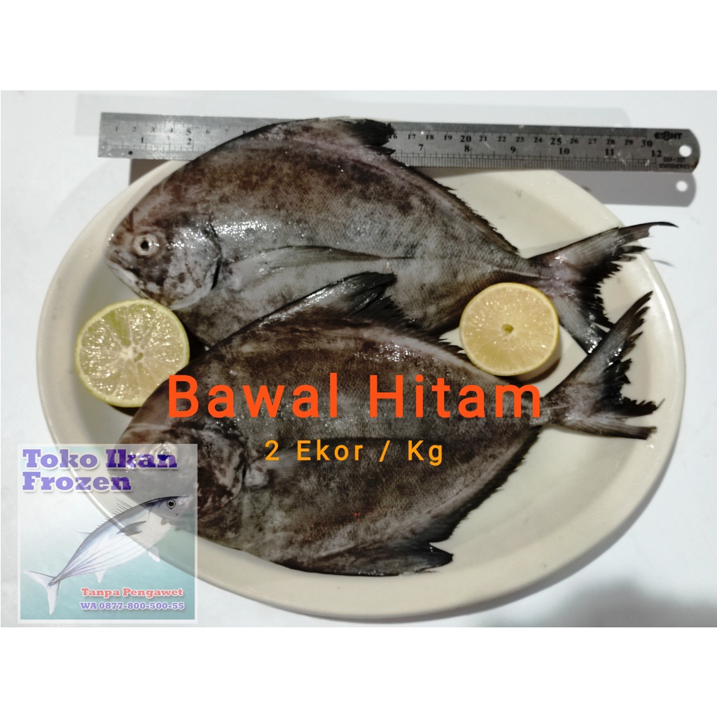 Jual IKAN BAWAL HITAM / BAWAL LAUT / Frozen Fresh / 1 kg | Shopee Indonesia