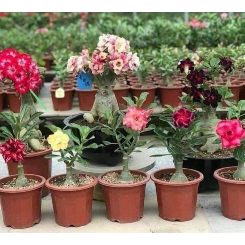 Jual adenium tumpuk | Shopee Indonesia
