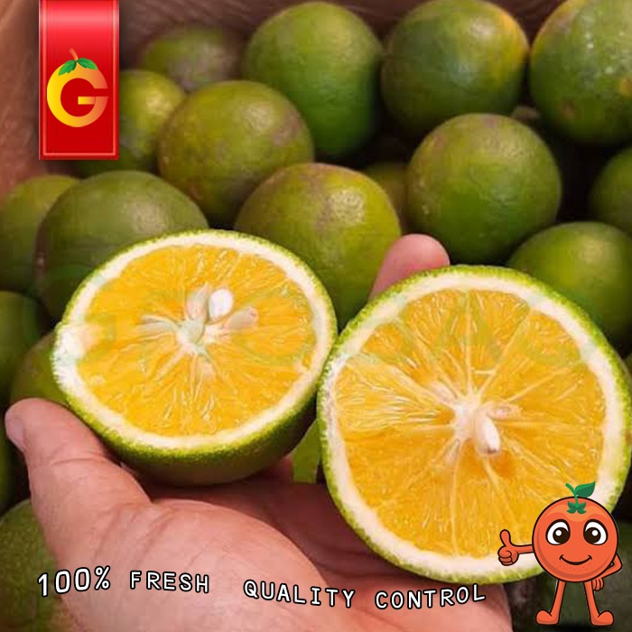 Jual BUAH JERUK BABY FRESH MANIS 1 KG | Shopee Indonesia