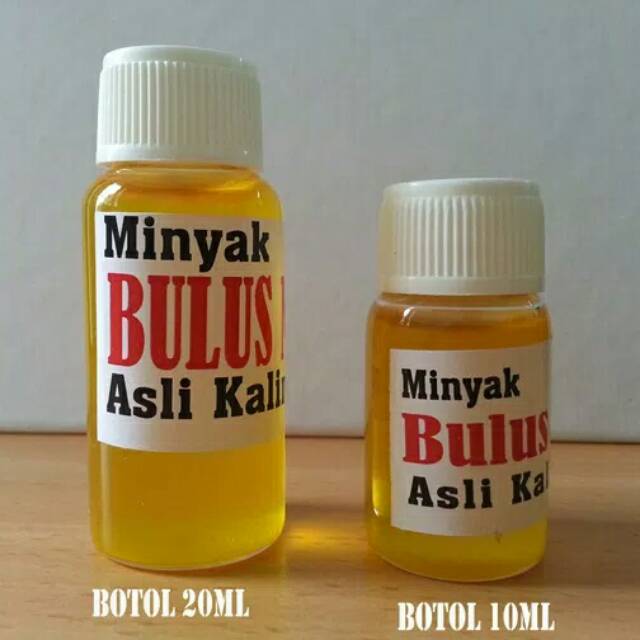 Jual Dasyiat Cepat Besar Minyak Bulus Asli Kalimantan - 20ml - ORIGINAL ...