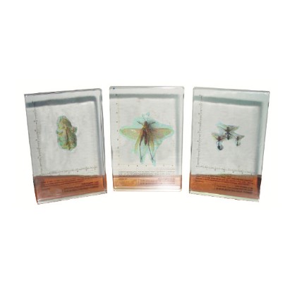 Jual Bioplastik Awetan Spesimen | Shopee Indonesia