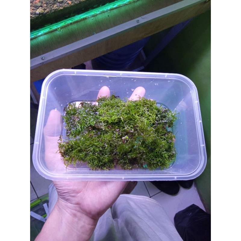 Jual Moss ricardia mini pelia porsi BOX 18x12 | Shopee Indonesia