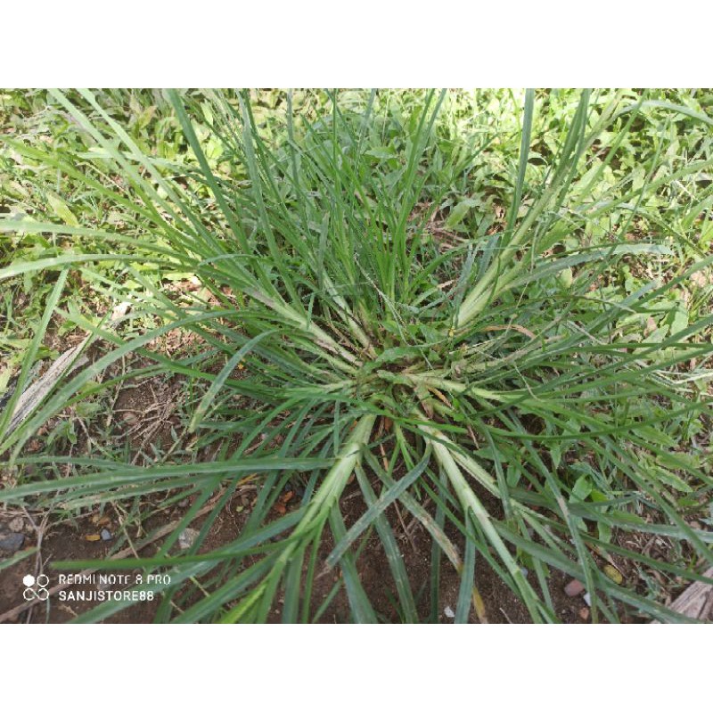 Jual Daun tanaman rumput belulang atau jampang segar | Shopee Indonesia Jual Daun tanaman rumput belulang atau jampang segar | Shopee Indonesia
