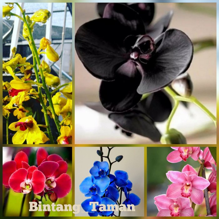 Jual promo Paket 5 tanaman hias anggrek dendrobium remaja aneka warna ...
