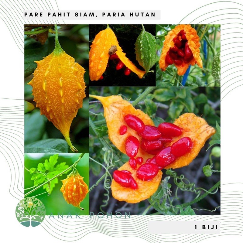 Jual Benih Bibit Biji - Pare Pahit Siam Paria Hutan (Momordica ...