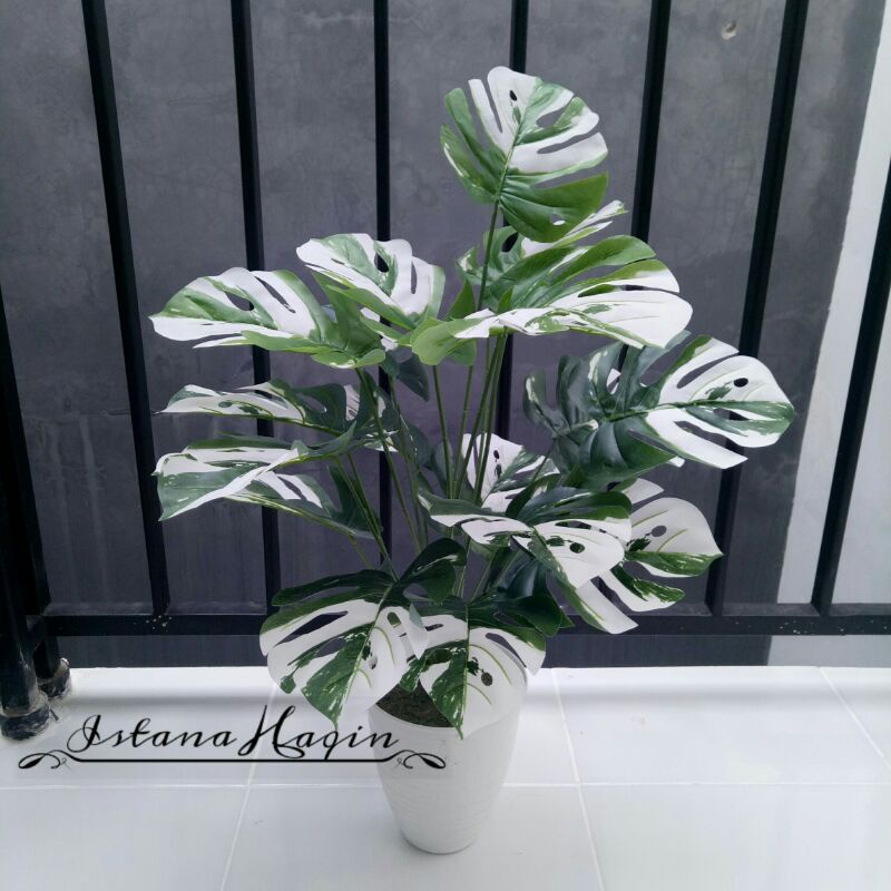 Jual Monstera Artificial Monstera Hijau Monstera Varigata plus Pot ...