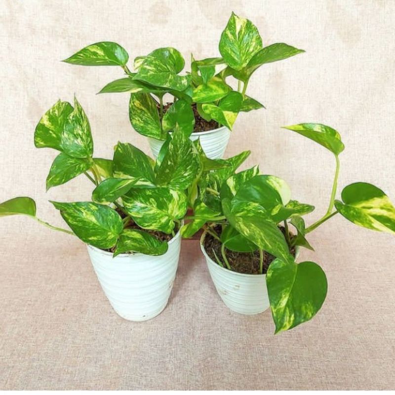 Jual (2 Stek)Tanaman hias Sirih Gading-Sirih Belanda Tanaman rambat ...