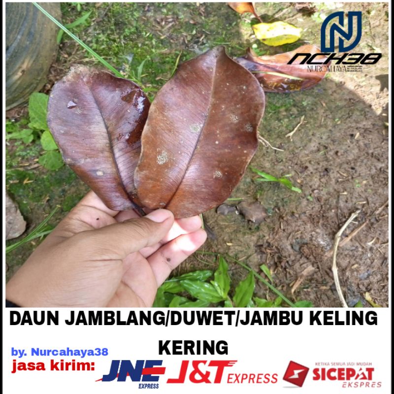Jual DAUN JAMBLANG KERING | DAUN JAMBU KELING | DUWET / 33 lembar ...