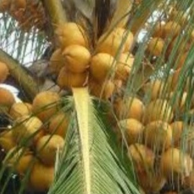 Jual BIBIT BUAH KELAPA GADING KUNING | Shopee Indonesia