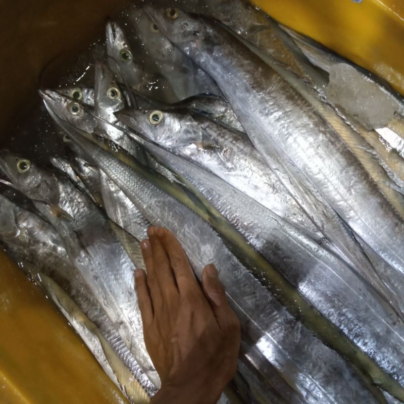 Jual Ikan Layur Segar 1 Kg | Shopee Indonesia
