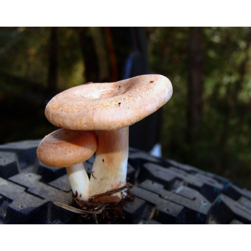 Jual 1 Botol Cendawan | Shopee Indonesia