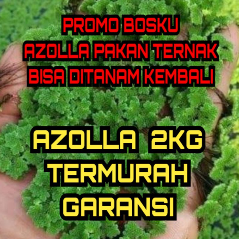 Jual Azola Azolla Microphylla | Shopee Indonesia