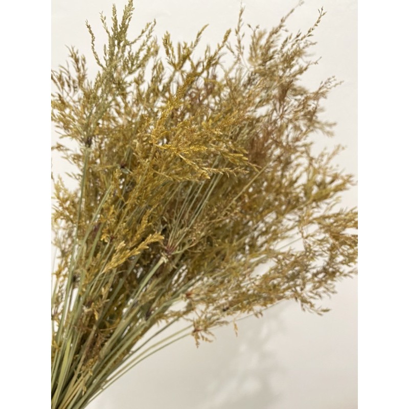 Jual Rumput Teki Bunga Kering dried Flower | Shopee Indonesia